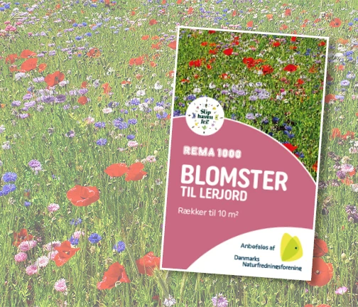 Blomsterfrø | REMA 1000